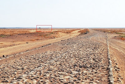 The Only Living Sahabi Tree