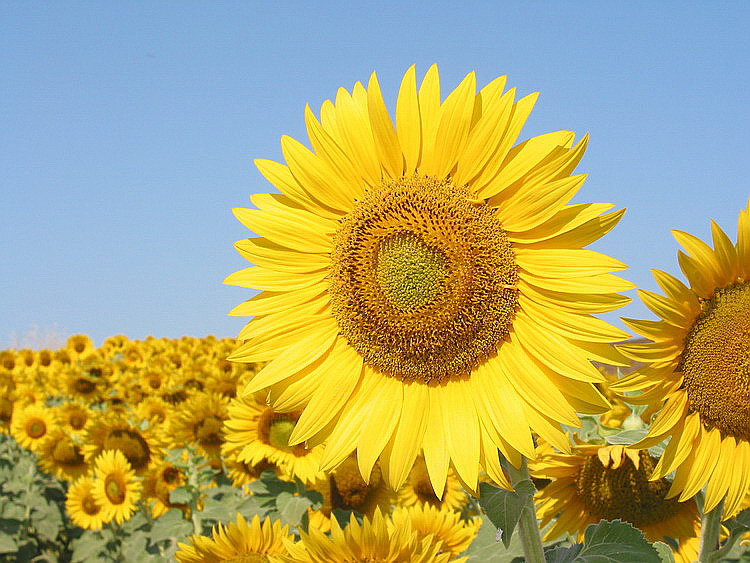Medicinas Alternativas: Nutrientes del girasol