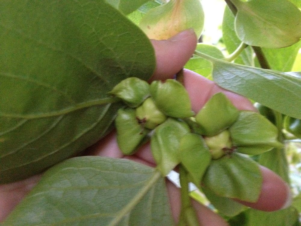 Kumquat, Sugar and Pixels: Fuyu Persimmon Flower