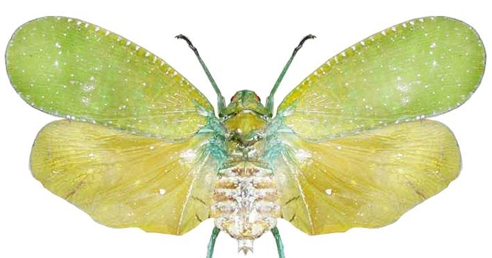 spesielt: Aphaena aurantia