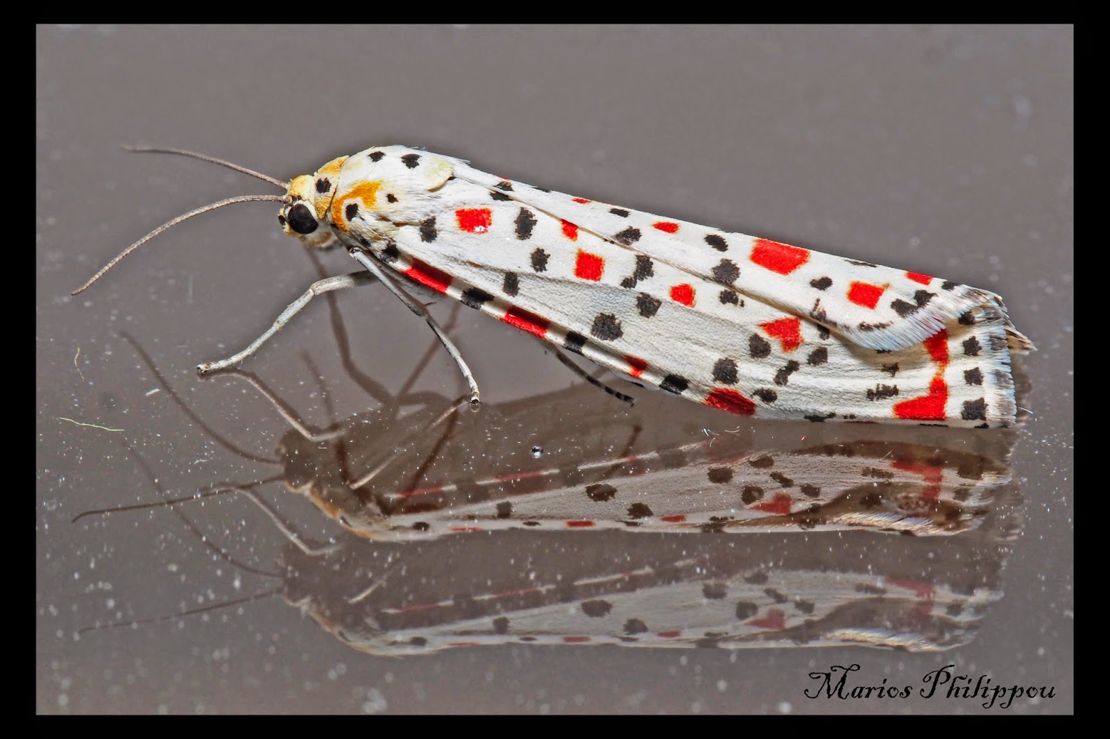 Moth: Utetheisa pulchella (Crimson-speckled Flunkey) ~ The Fauna of Cyprus