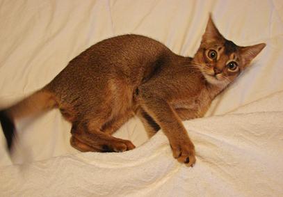 Encyclopedia of Cats Breed: Ruddy Abyssinian Cat | Tawny or Usual
