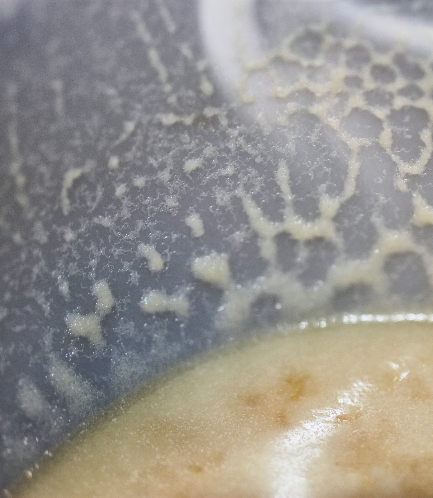 Choose The Right Aquarium Fish Food: Live infusoria, Grindal ...