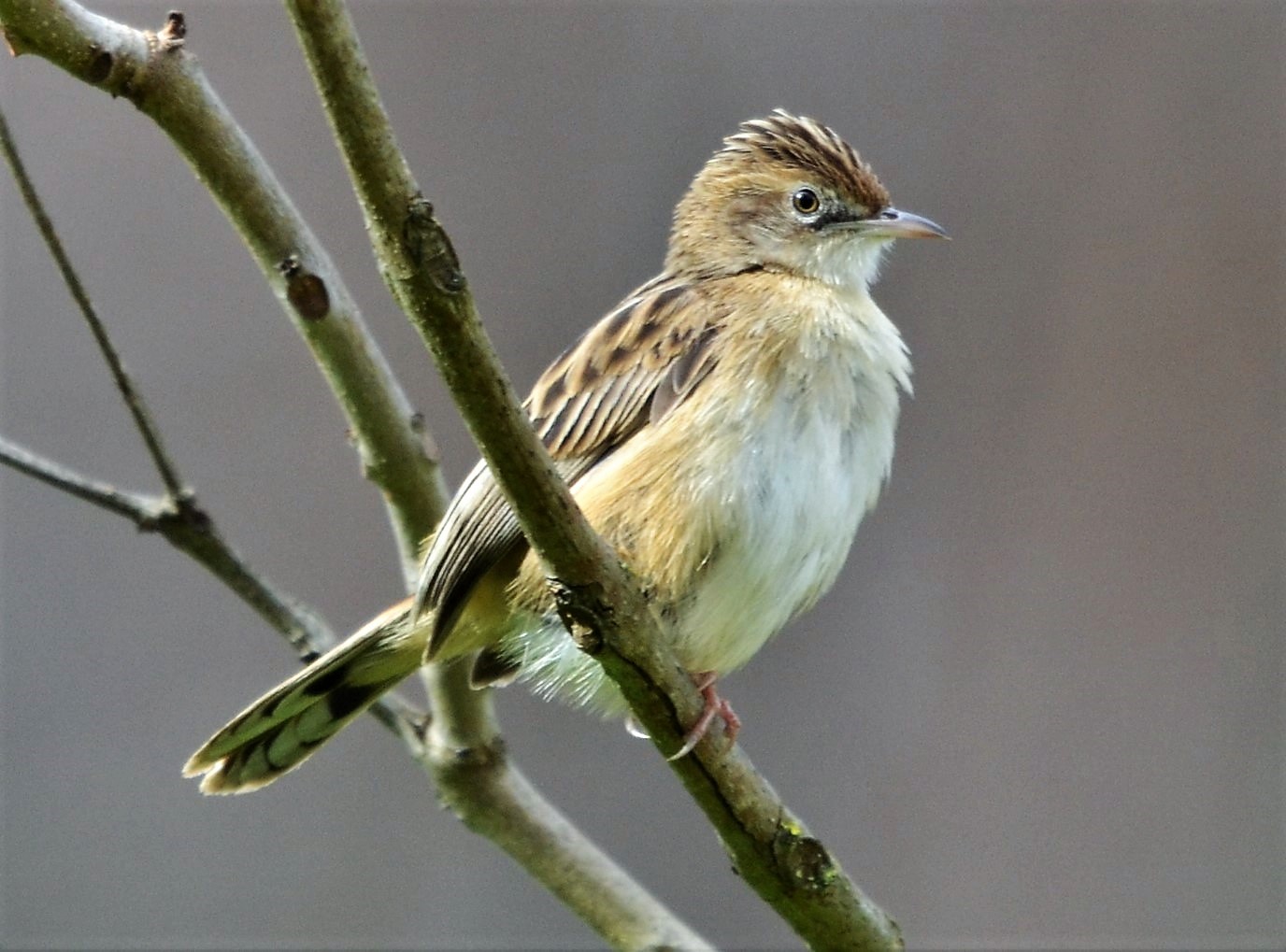 Imagens da vida animal: Fuinha-dos-juncos (Cisticola juncidis)