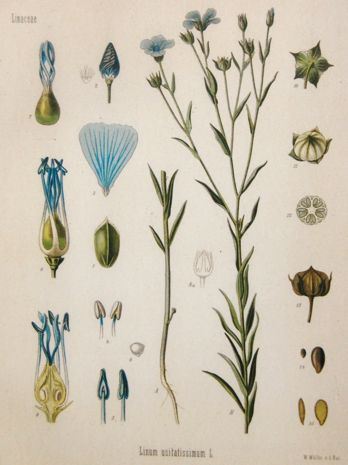 Plantas: Beleza e Diversidade: Ilustrações botânicas* (I)**