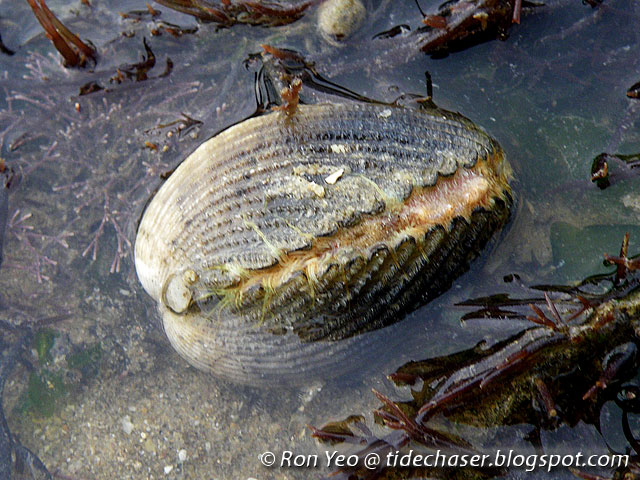 tHE tiDE cHAsER: Heterodont Bivalves (Phylum Mollusca: Subclass ...