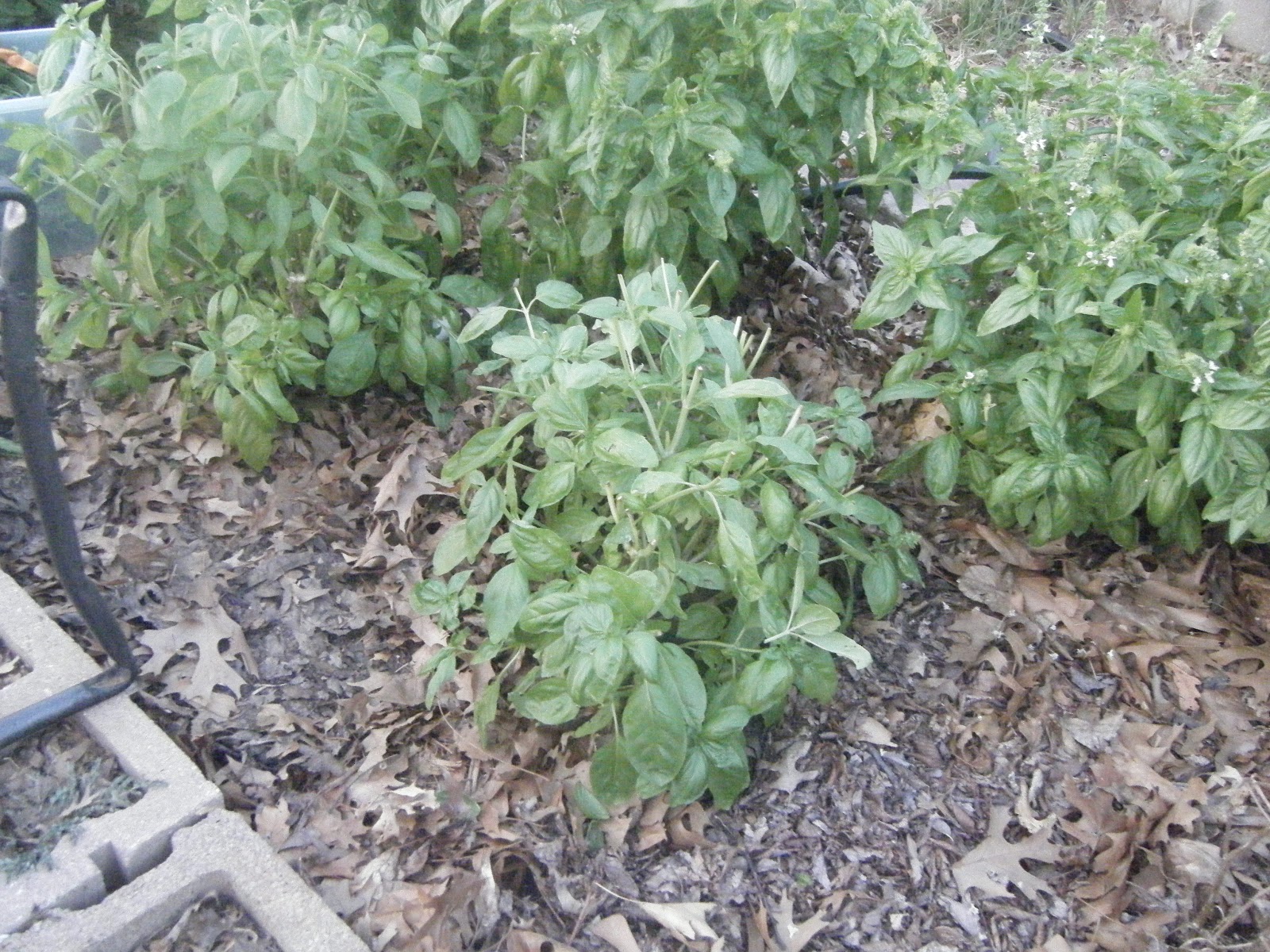 Windy Acres Diary: Overgrown Basil