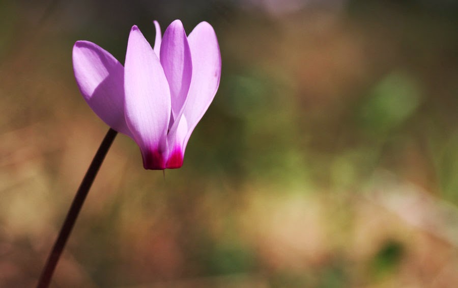 SIKLAMEN (Cyclamen) BAKIMI | Çiçek Bakımı, Çiçek Çeşitleri, Çiçek ...