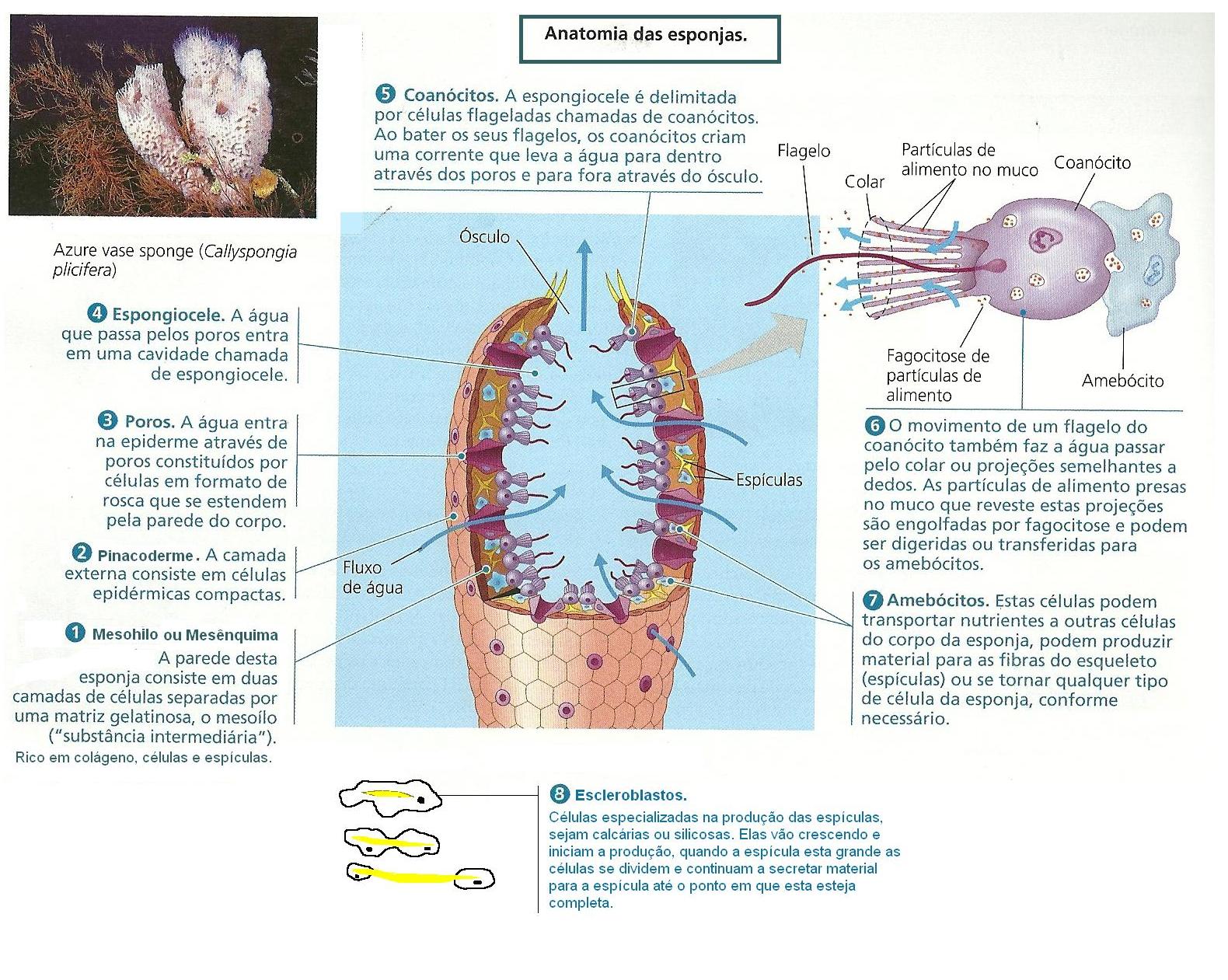 BIOLOGIA PARA A VIDA : FILO PORÍFEROS
