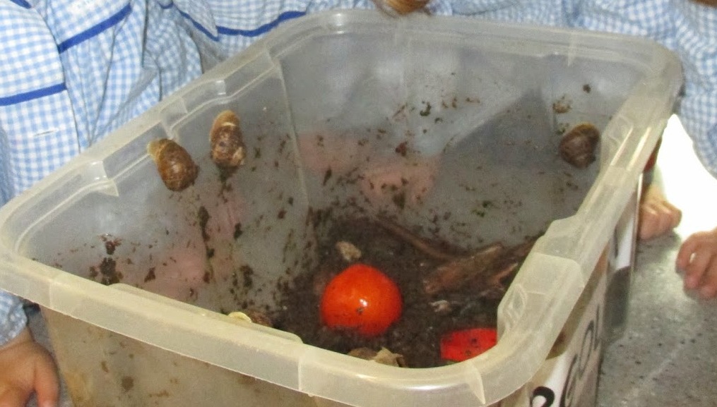 Un polsim de sal: Cargols a l'aula