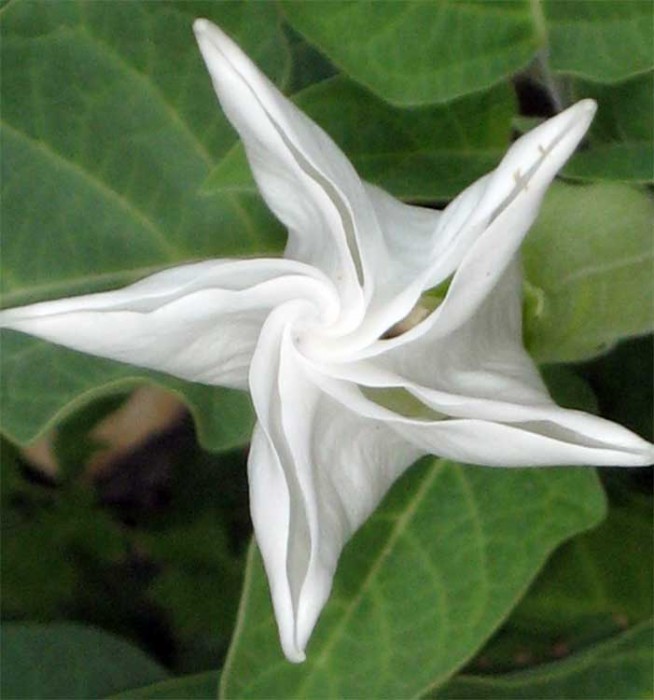 Moonflower