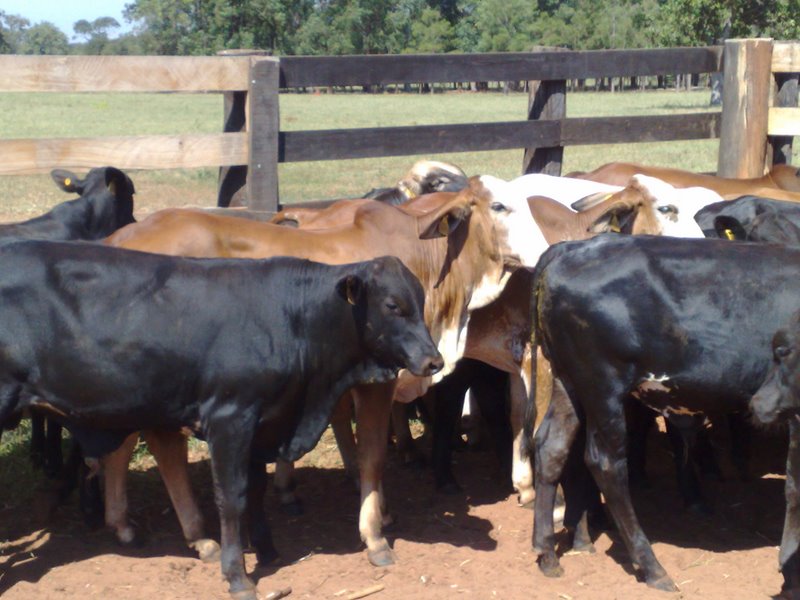 Gir Original: A Raça Gir: Possibilidades pt.1