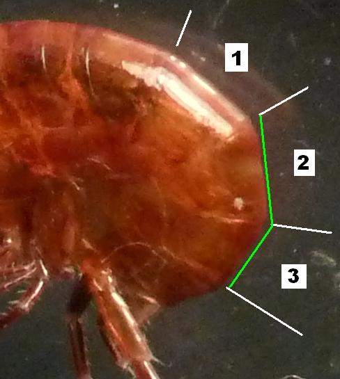 Dave Hubble's ecology spot: The Lawn Shrimp cometh
