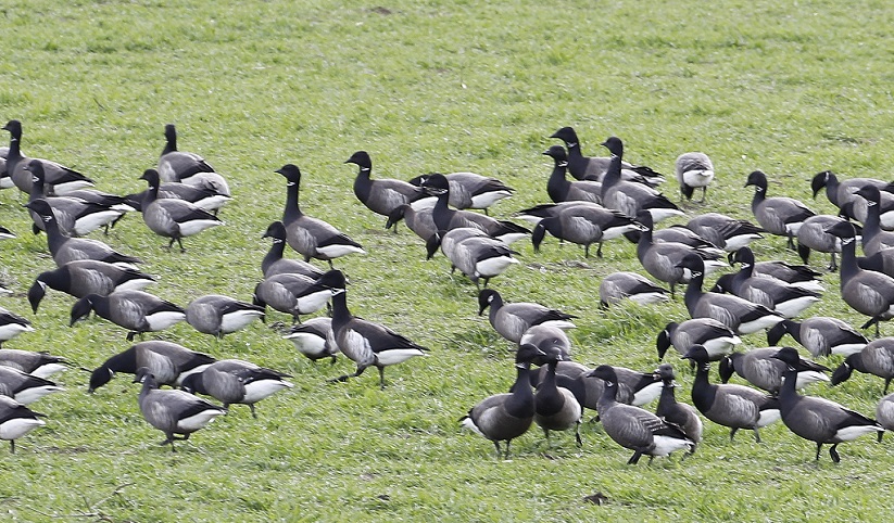Robs Birding Blog: Black Brants & Owls ... At Seasalter