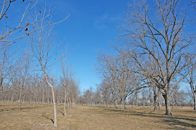 Northern Pecans: How wide a border?
