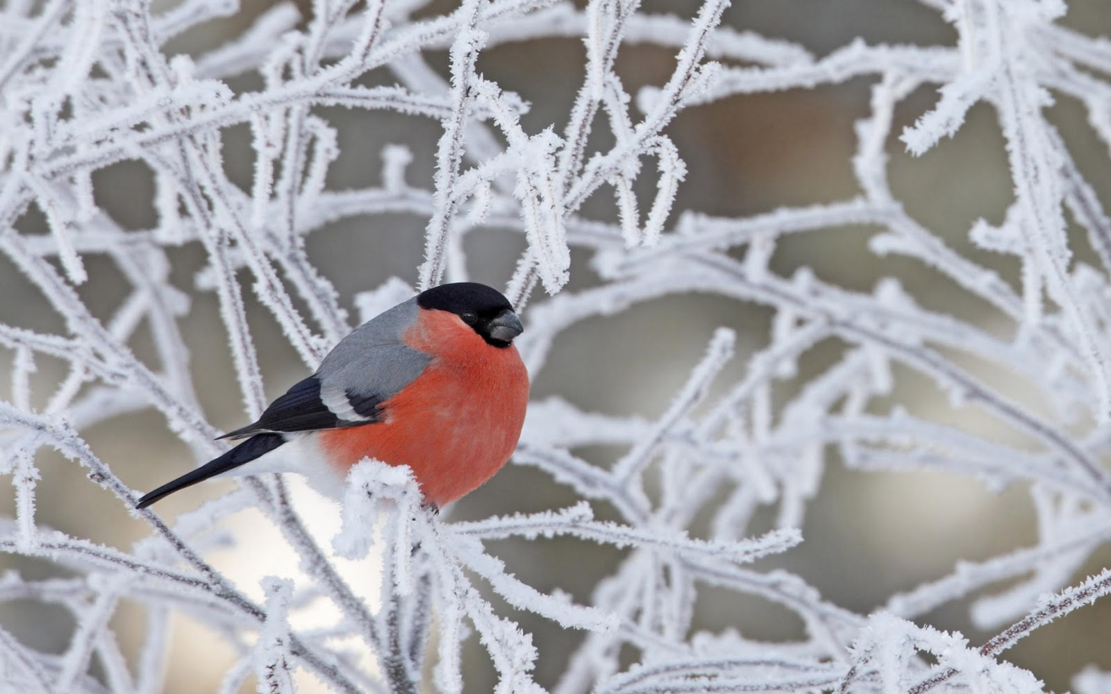 PicturesPool: Beautiful Birds in Winter Wallpapers