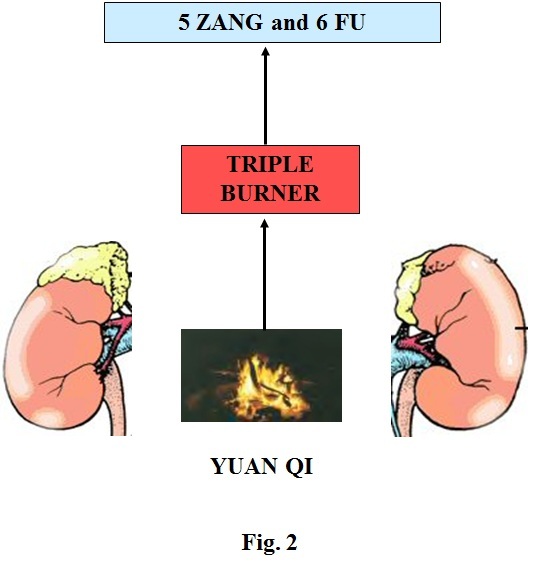 Klinik Alang-alang: Ming-men (Fire of the Gate of Life) & Patologinya