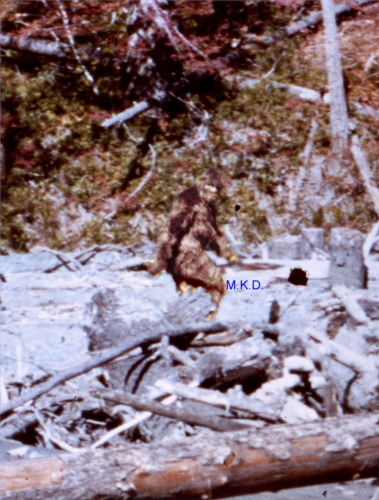 Yetiamerican: The Patterson Bigfoot Film...Frame 61, 364, 350, 362