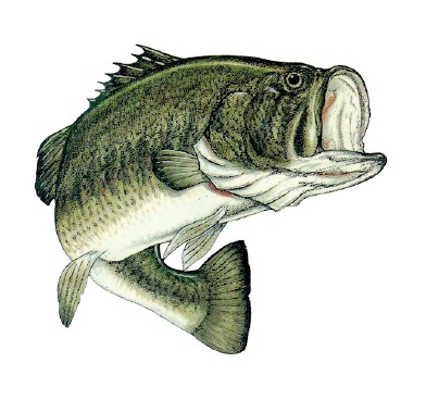 Pescando, bueno terqueandole con todo...: Pescando Lobina 1