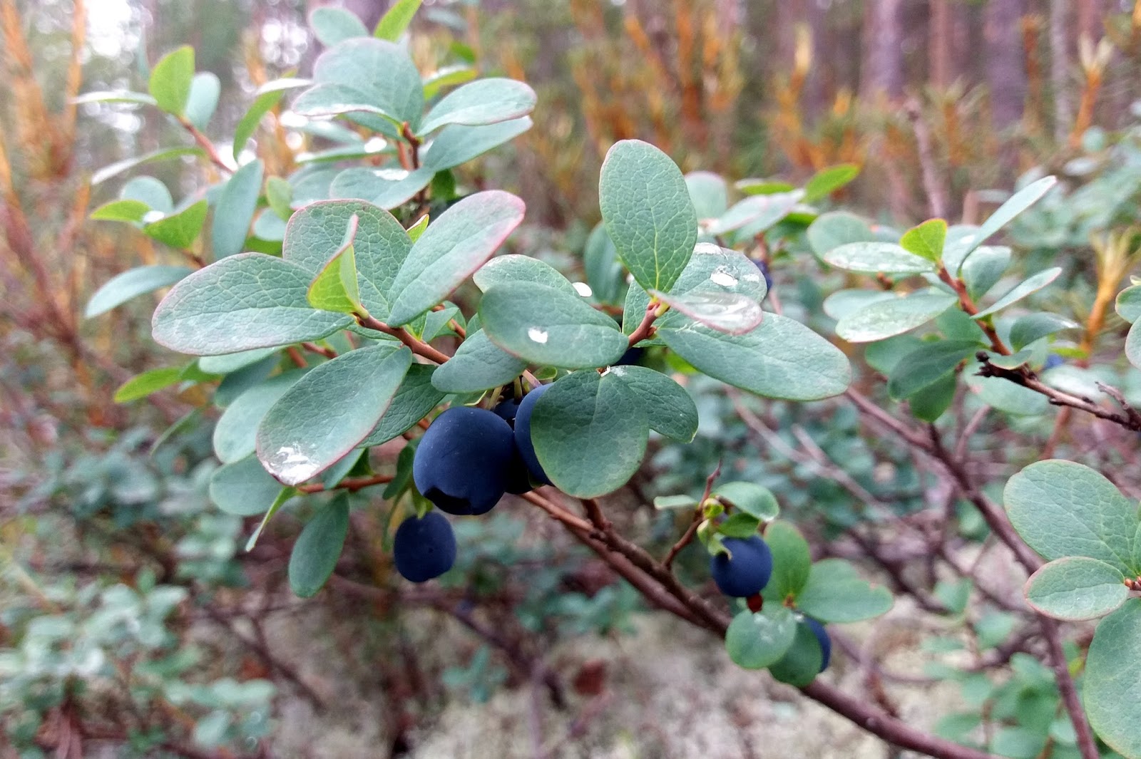 Kasveja Suomesta: Juolukka (Vaccinium uliginosum)