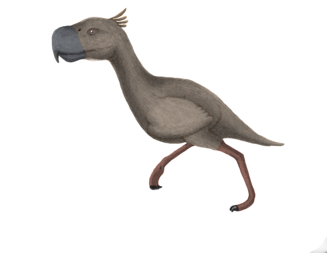 Sounder Art: Phorusrhacos longissimus