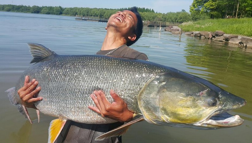 Big Fishes of the World: YELLOWCHEEK CARP page 2