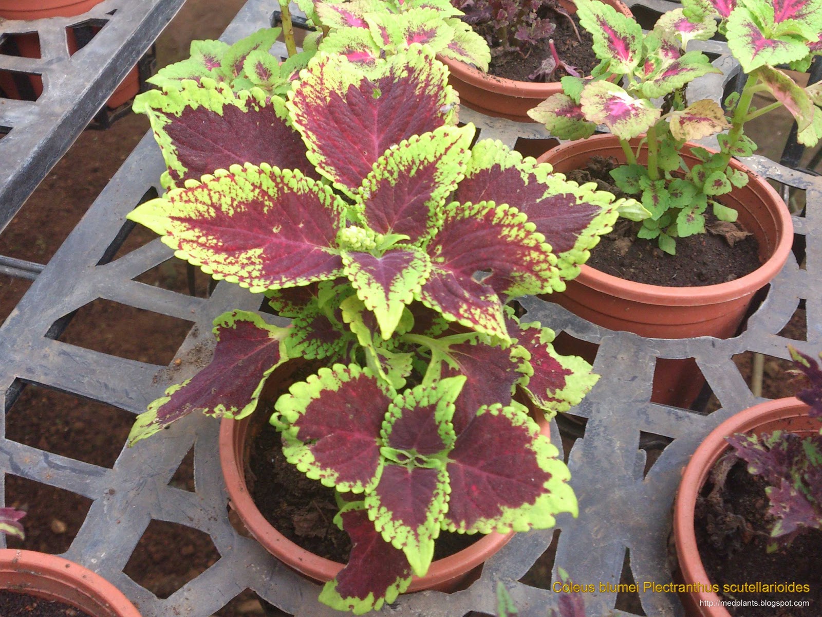 Medicinal Plants: Coleus blumei Plectranthus scutellarioides
