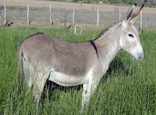 Vida rural: O jumento