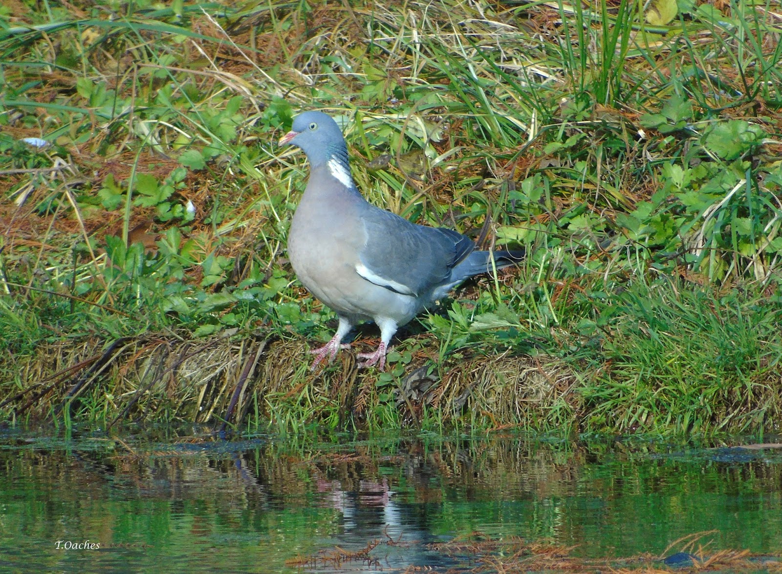 PASARI DIN ROMANIA: PORUMBEL SALBATIC GULERAT, Columba palumbus