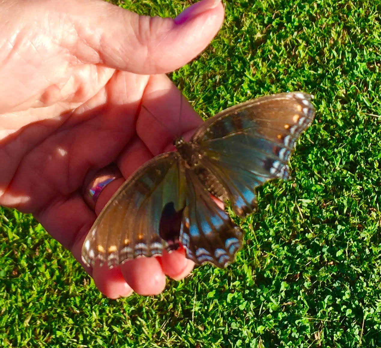 Literally Letty: A Butterfly in the Cosmos