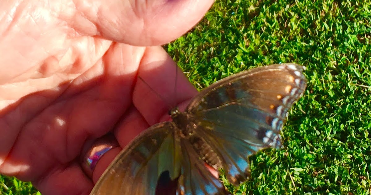 Literally Letty: A Butterfly in the Cosmos