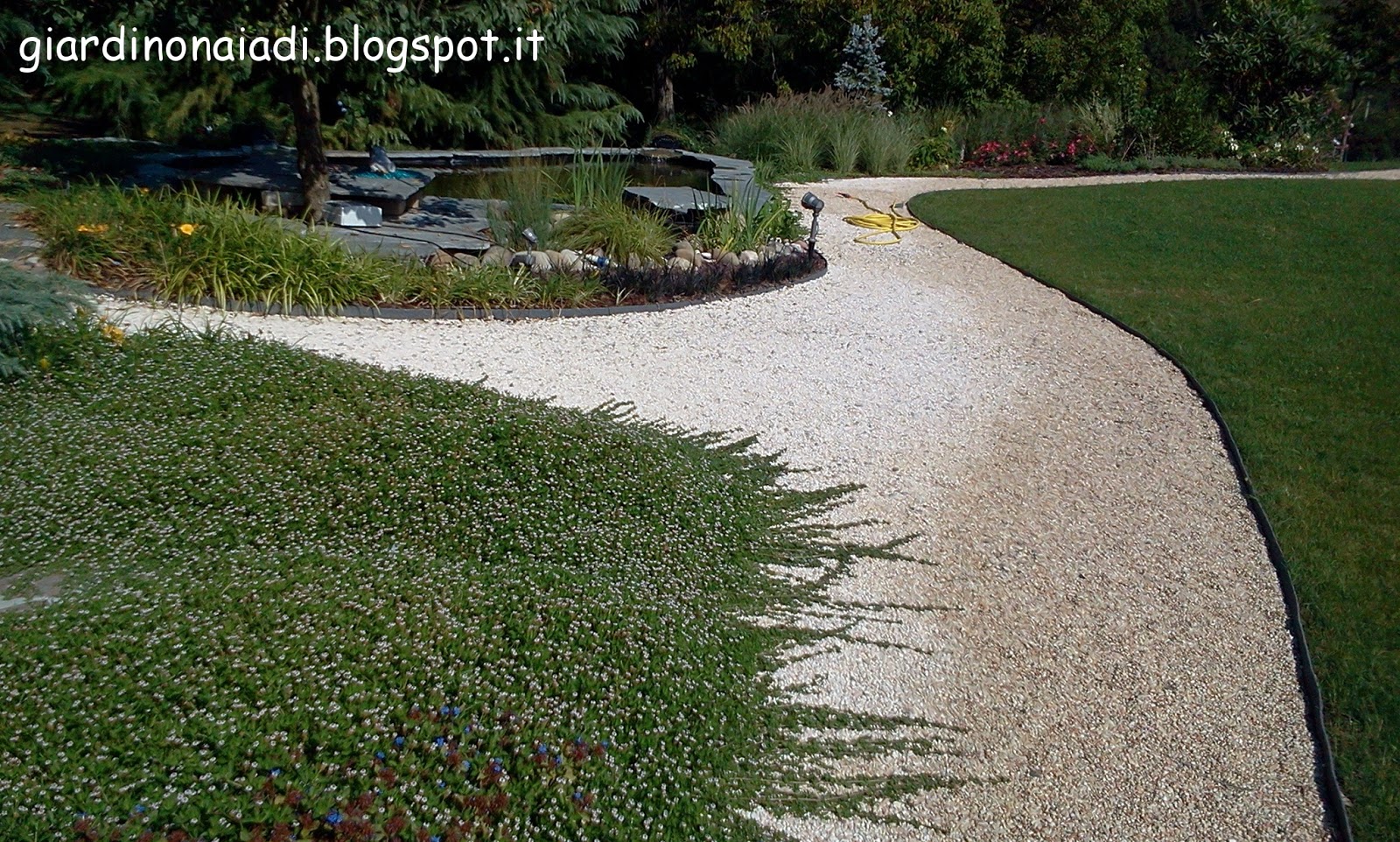 Il giardino delle Naiadi: LIPPIA REPENS NORDIFLORA, QUANDO L'ACQUA NON C'E'