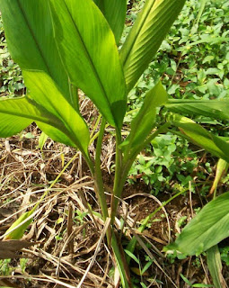 Khasiat temu hitam | Materi Pelajaran Komplit