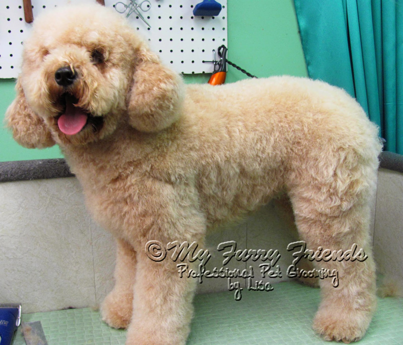 Pet Grooming: The Good, The Bad, & The Furry: Monday Makeover #18 ...