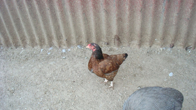 Amatorska hodowla drobiu ozdobnego: Rasy