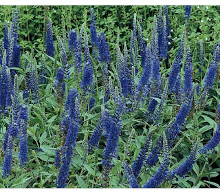 Skillin's Garden Log: Skillin's Perennial Additions for 2011! N-Z