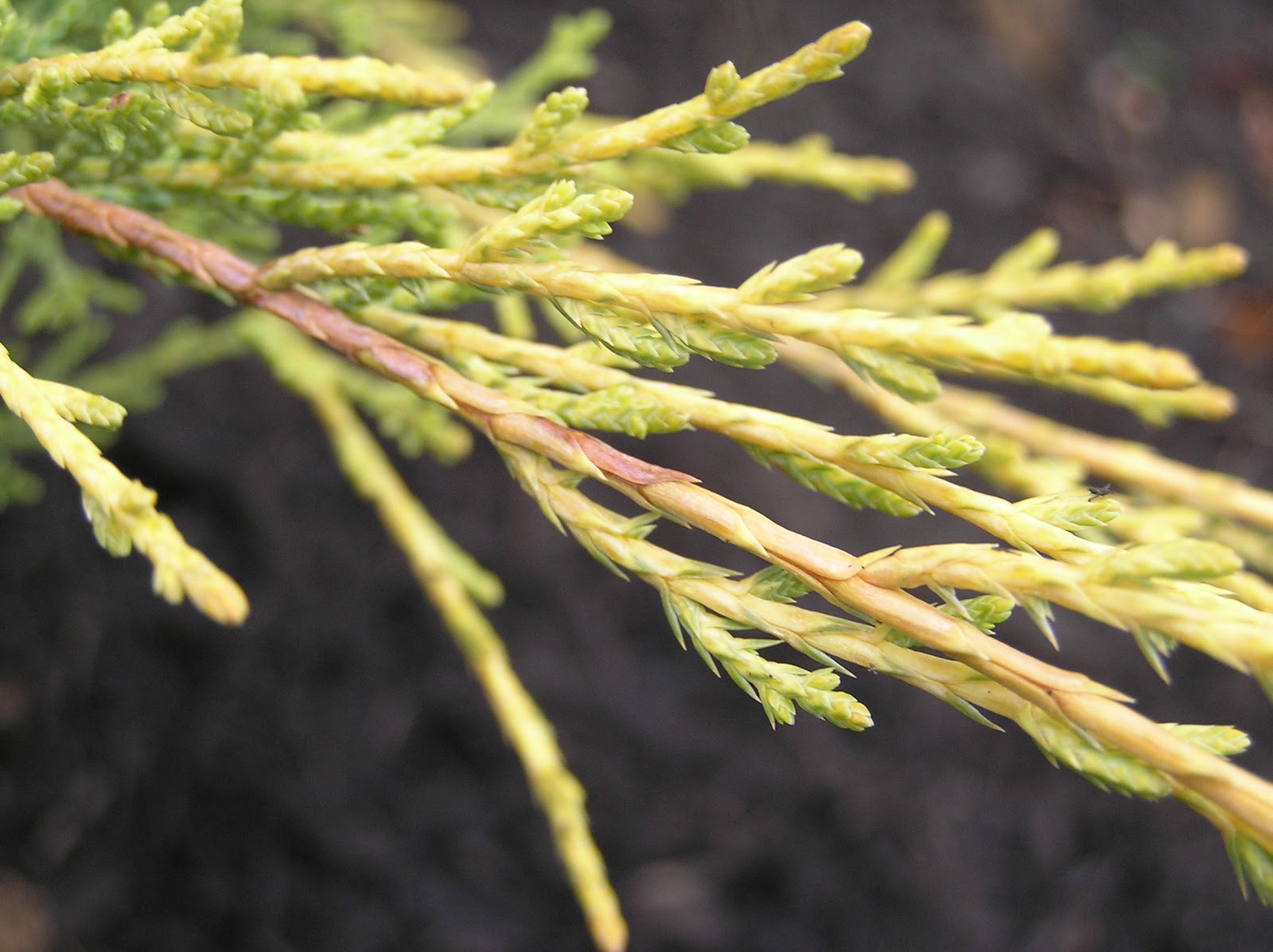 Splendid Little Stars: xanthic