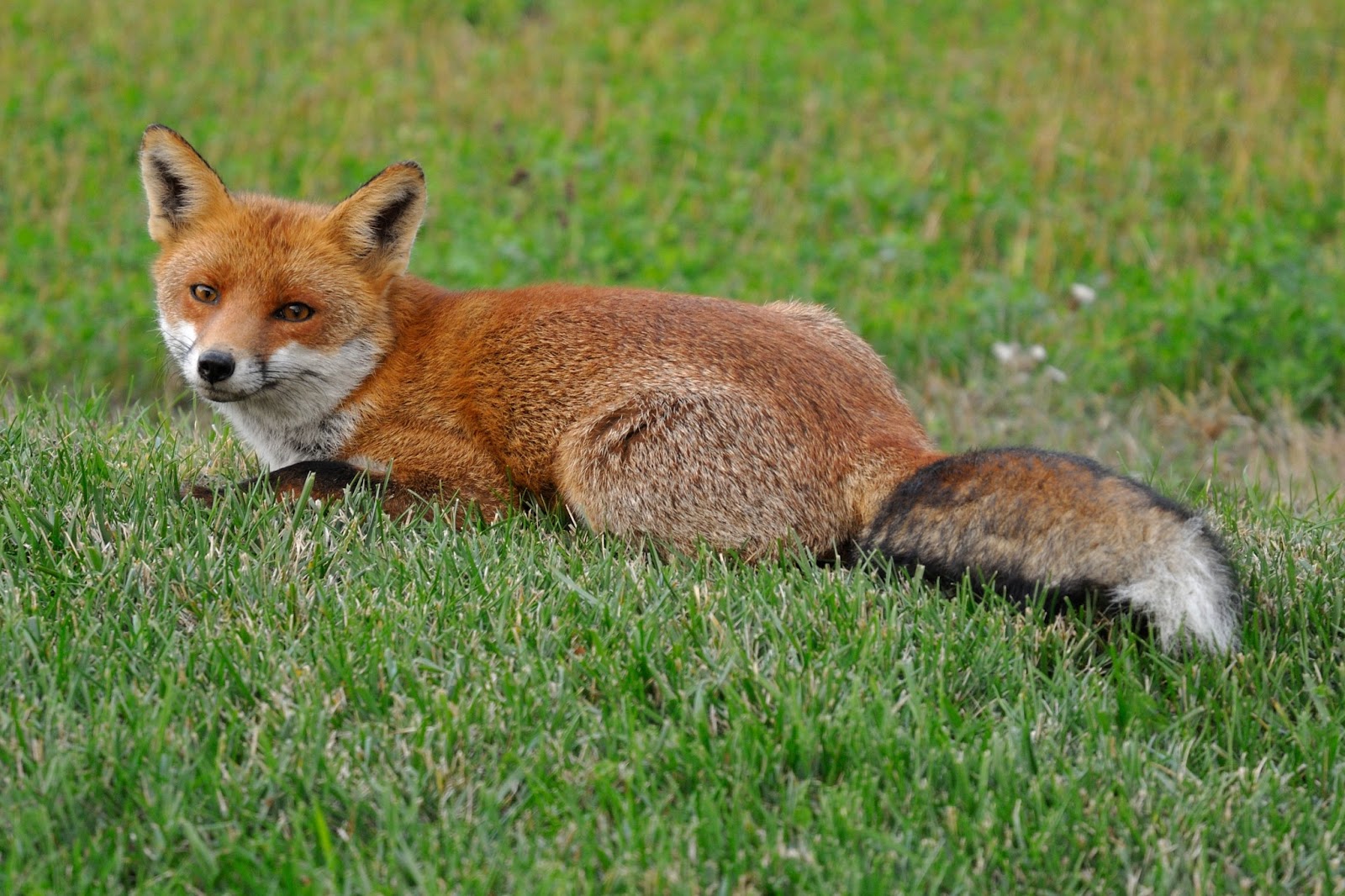 VOCE DEL GAMBAROGNO: Piazzogna, una volpe per amica