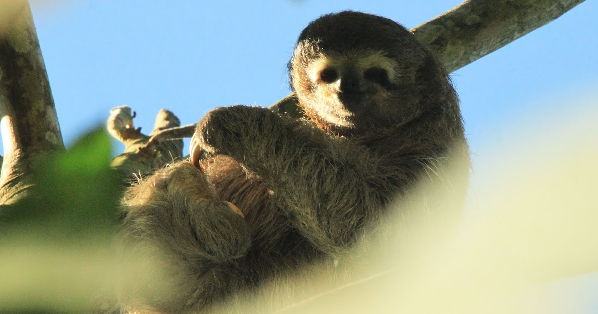 The Ginger Naturalist : Mammals!