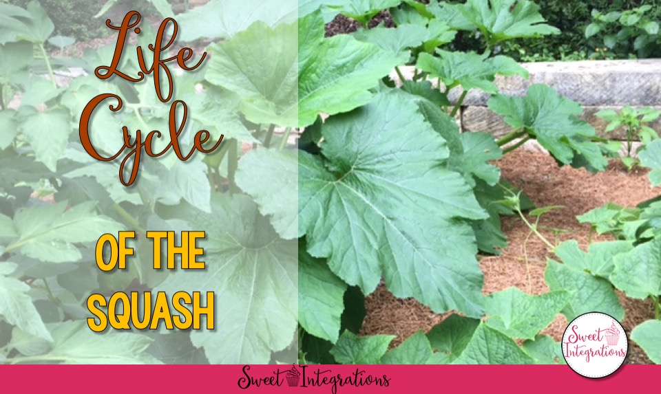 Fall Activities With "Sophie's Squash" and Freebie | Sweet Integrations