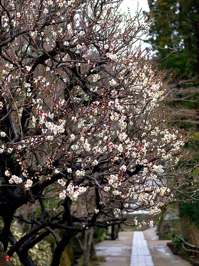 FROM THE GARDEN OF ZEN: Ume (Japanese apricot) flowers in Engaku-ji