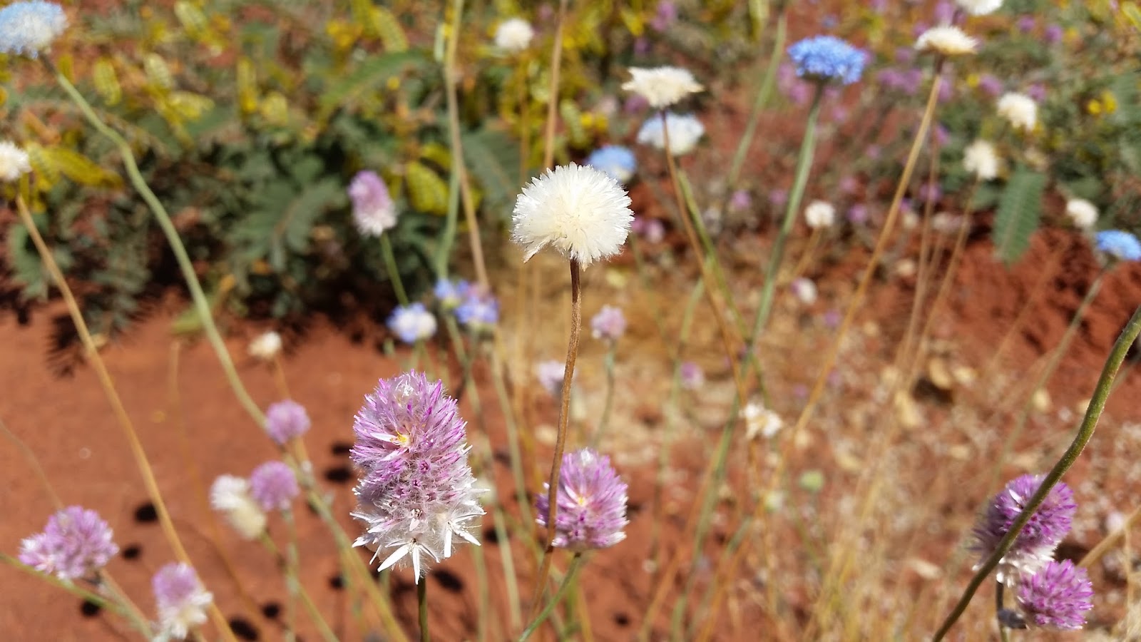 Ant's project space: Pilbara wildflowers