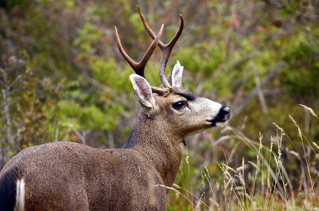 The Nature of Framingham: A Whole Different Deer