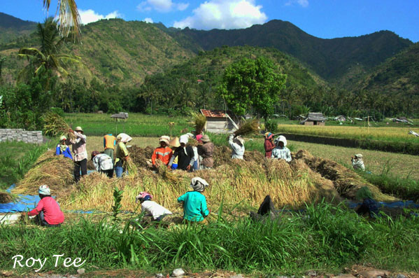 Karakteristik Pola Permukiman Perdesaan Sebagai Wujud Sosial-Budaya ...