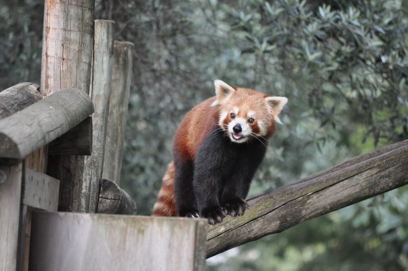 ZOOTOGRAFIANDO (MI COLECCIÓN DE FOTOS DE ANIMALES): PANDA ROJO O PANDA ...
