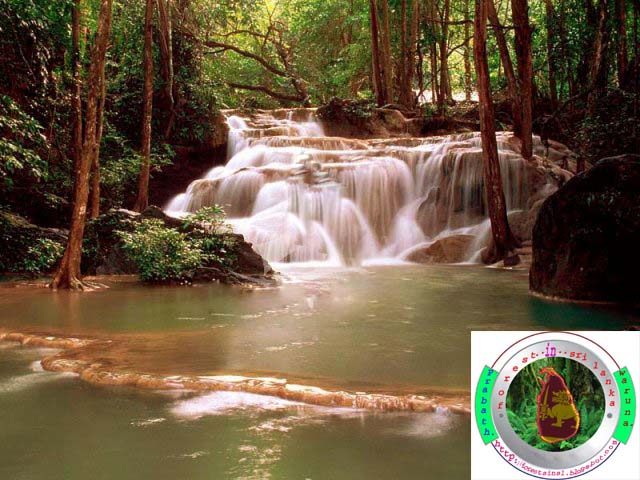 Forests in Sri Lanka