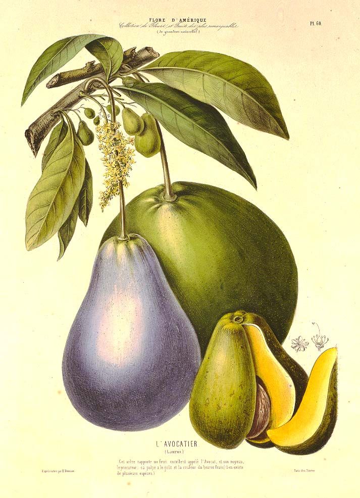 Bilhete de Identidade da Fruta: Fruto Pera Abacate