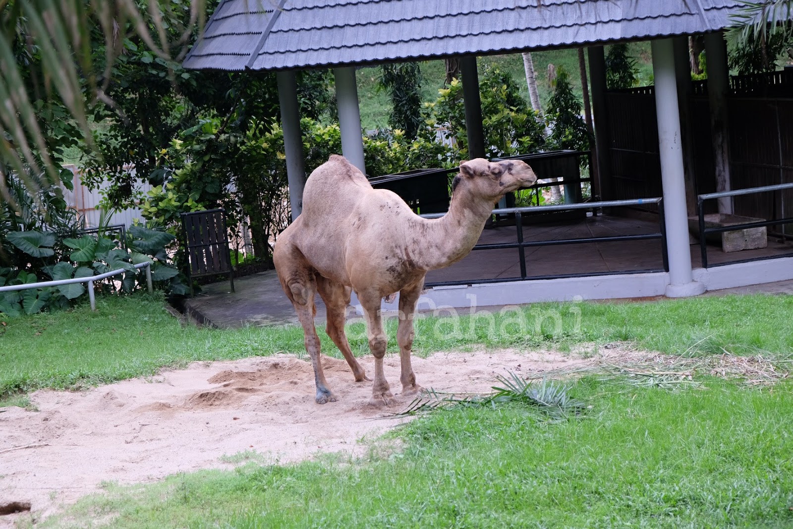 arfahani.blogspot.my : Jalan-Jalan : ZOO NEGARA >>> Mari Mengenal Haiwan