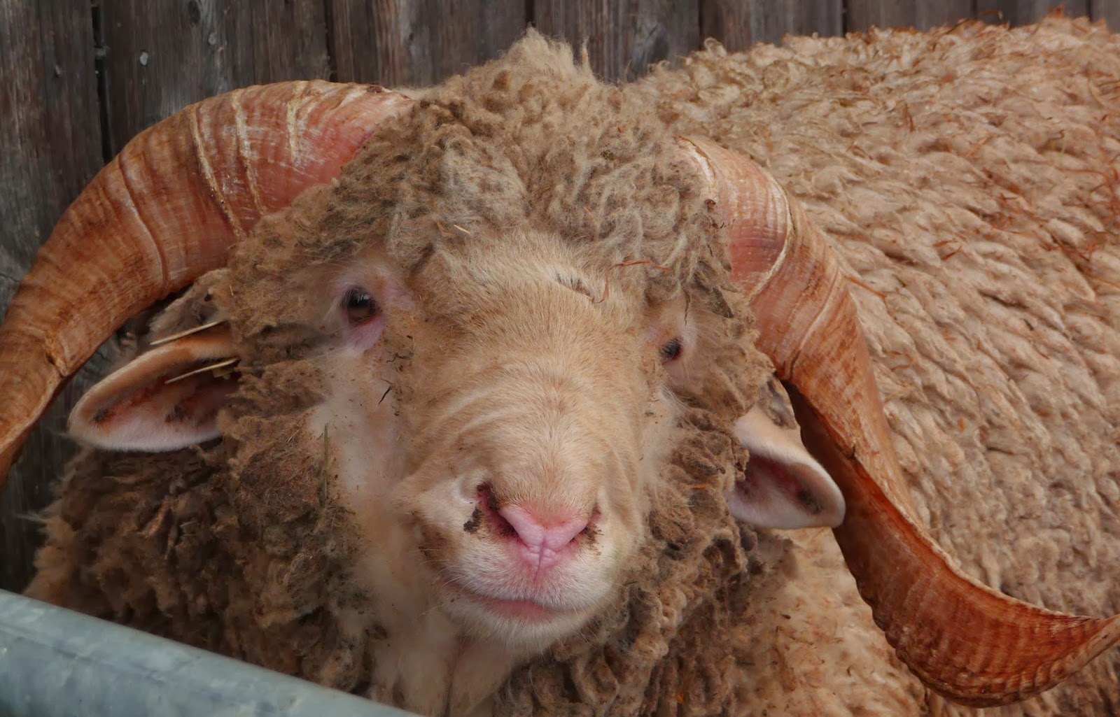 Wild Rose Farm: November 2013