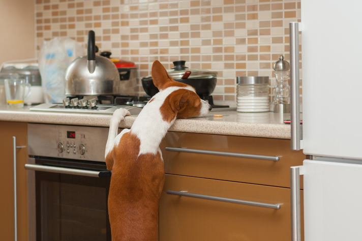 Jerry and The Dog: Counter surfing: Solved!